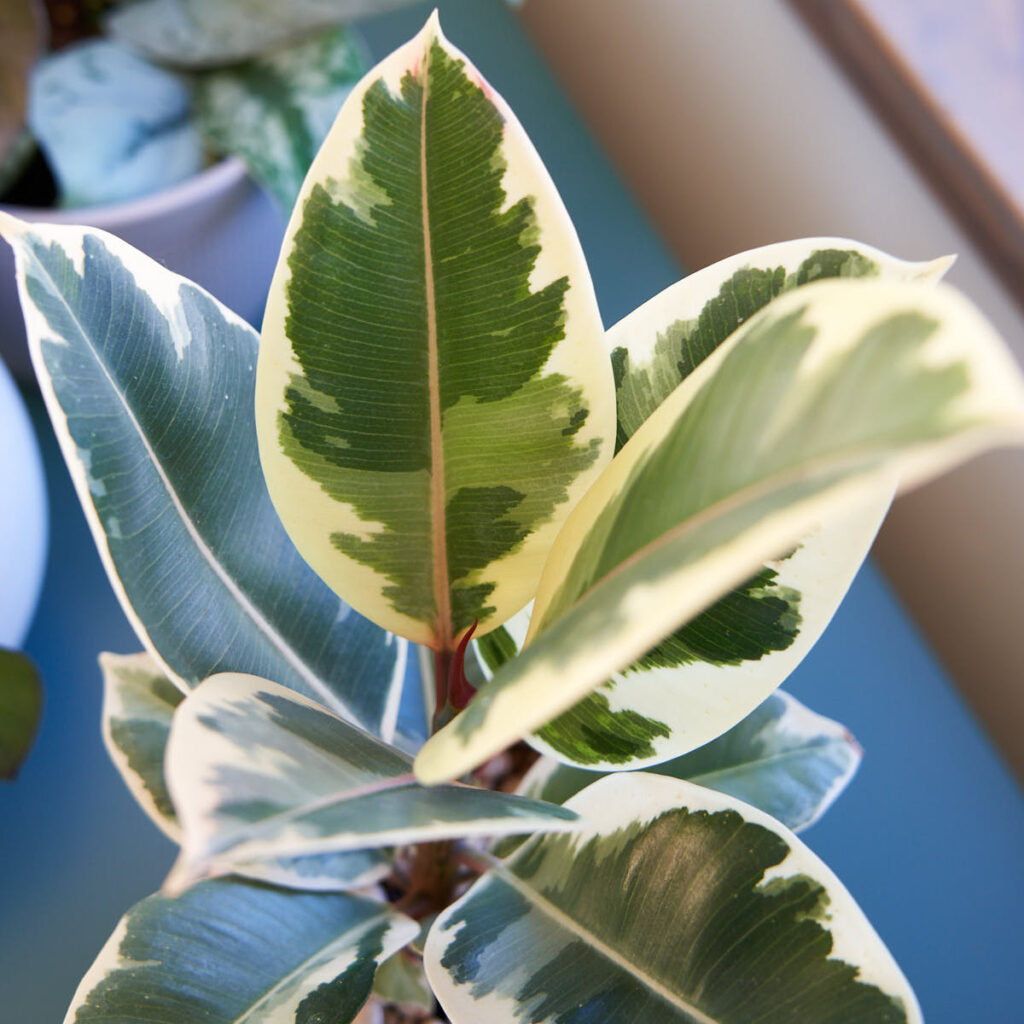 Ficus Tineke - How to Care and Style | Home Time Activities