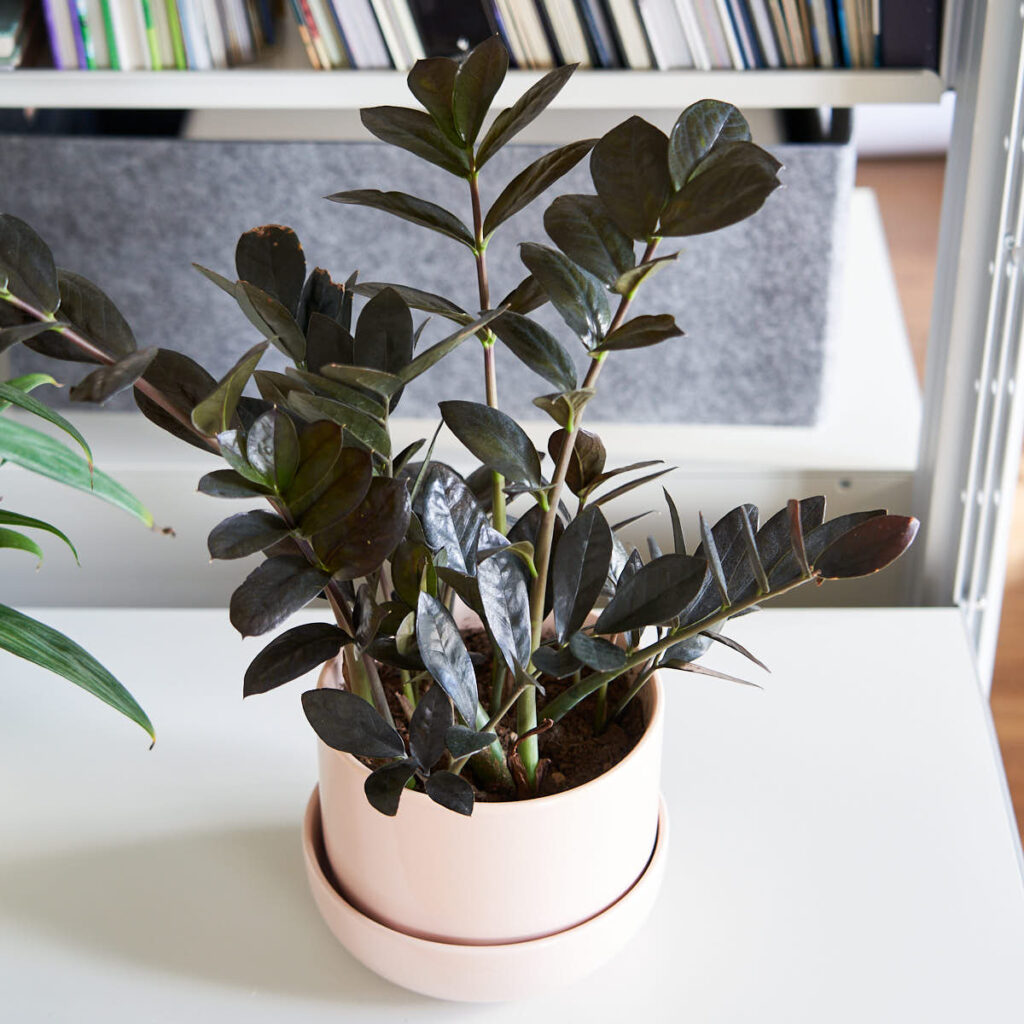 Raven ZZ Plant Care - Everything You Need to Know