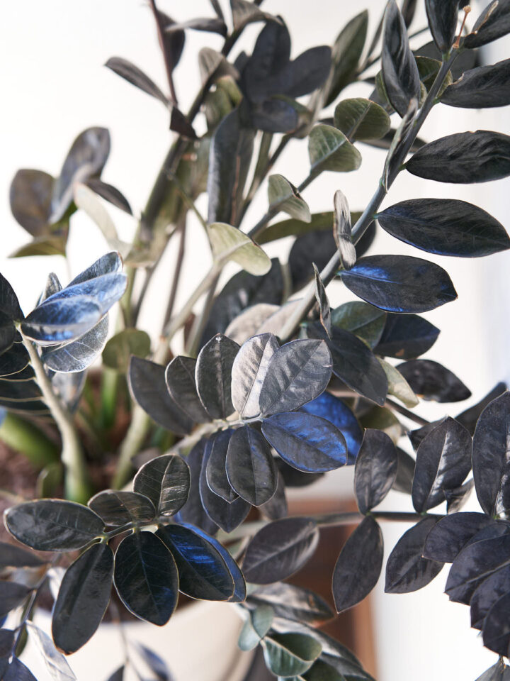 Raven ZZ Plant Care - Everything You Need to Know