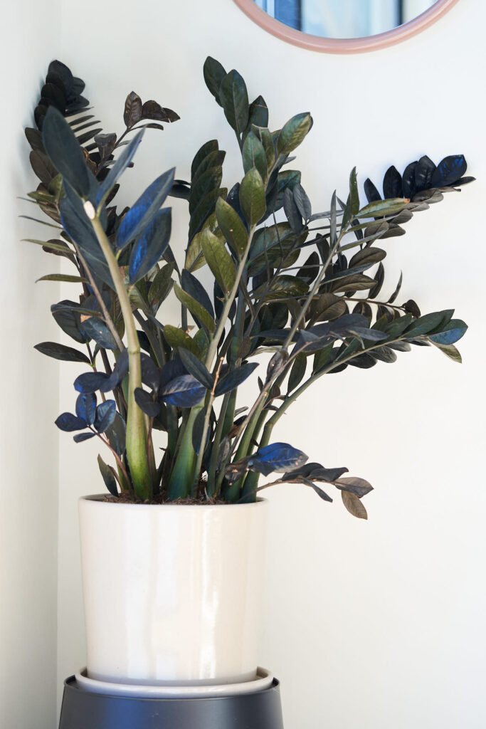 Raven ZZ Plant Care - Everything You Need to Know