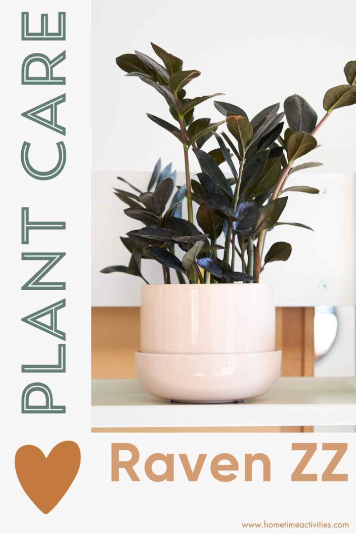 Raven ZZ Plant Care - Everything You Need to Know