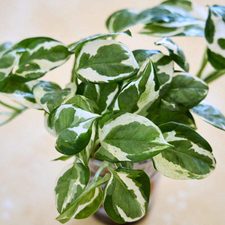 Pothos N'Joy - Super Cute Plant (Epipremnum Aureum N'Joy)