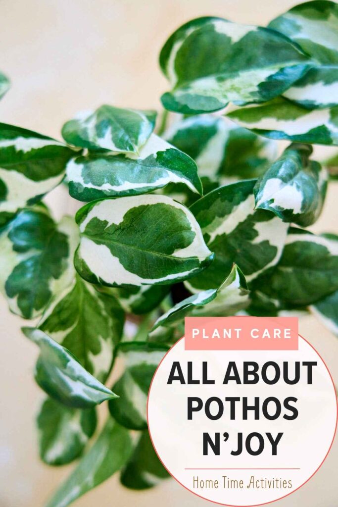 Pothos N'Joy - Super Cute Plant (Epipremnum Aureum N'Joy)