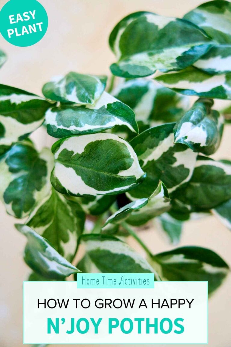 Pothos N'Joy - Super Cute Plant (Epipremnum Aureum N'Joy)