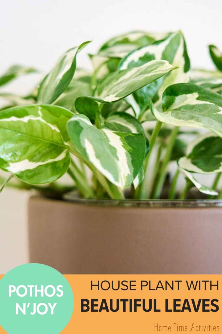 Pothos N'Joy - Super Cute Plant (Epipremnum Aureum N'Joy)