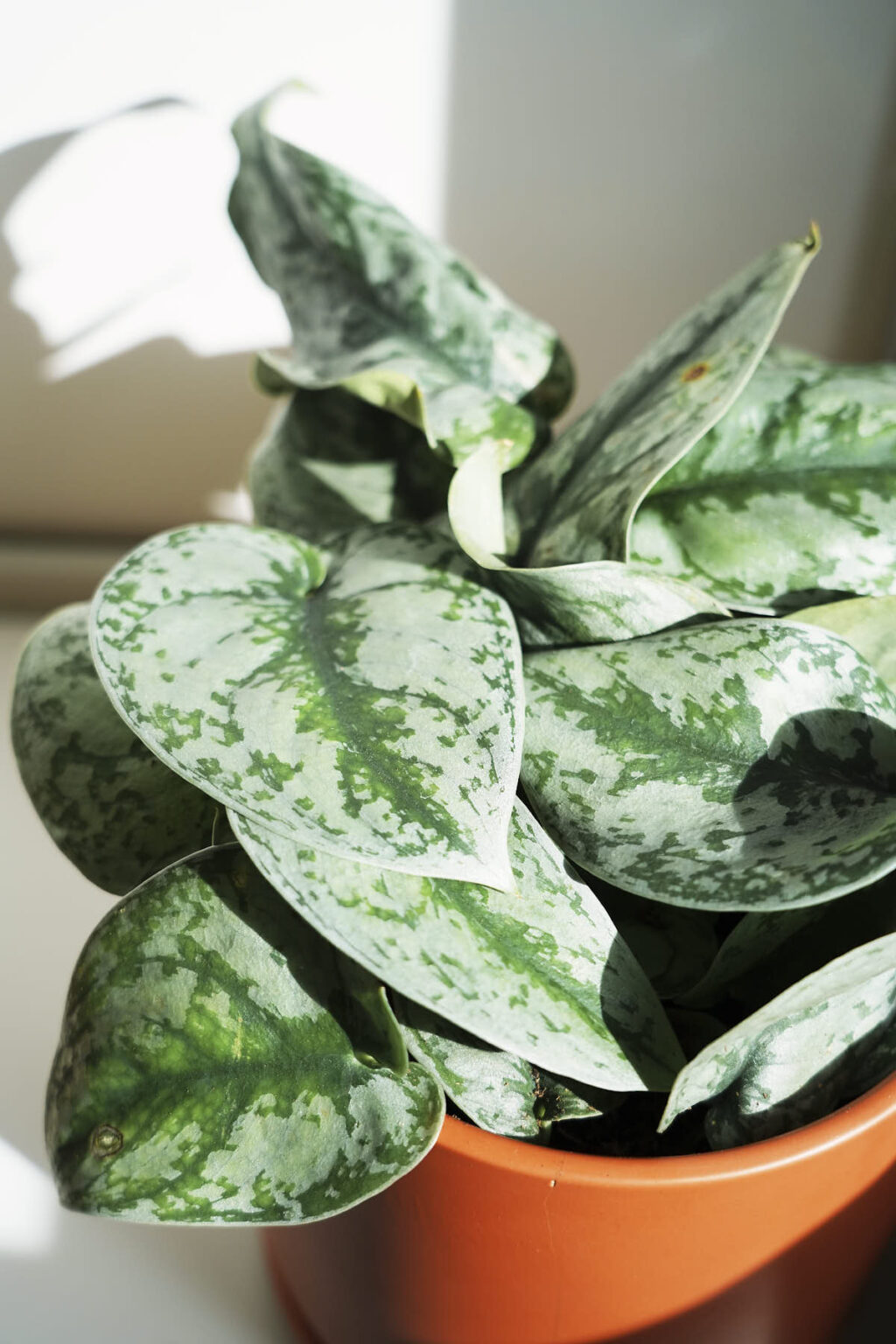 Scindapsus Pictus Exotica - How To Care | Home Time Activities