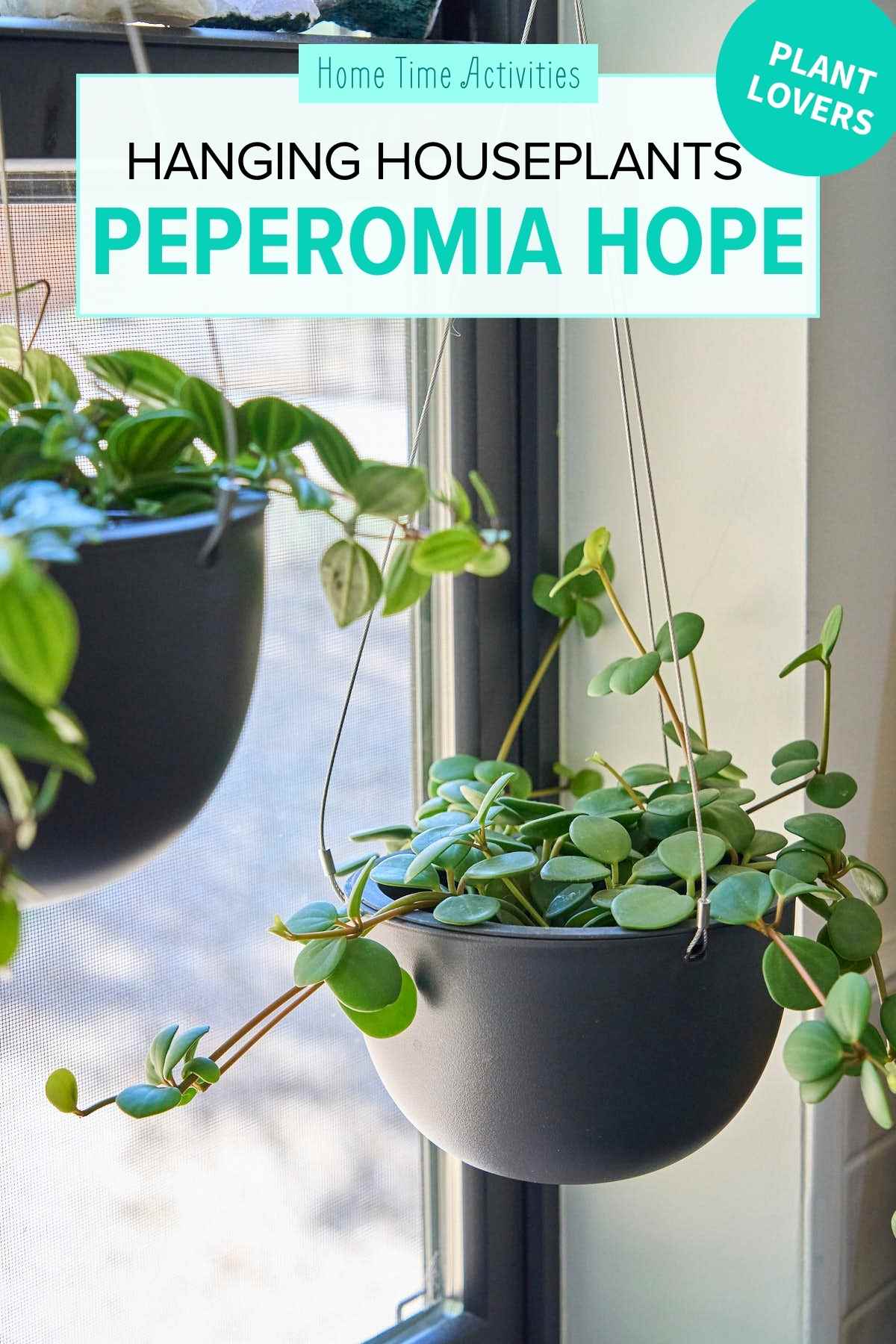 Peperomia Hope - Plant Care 101 and Style Tips