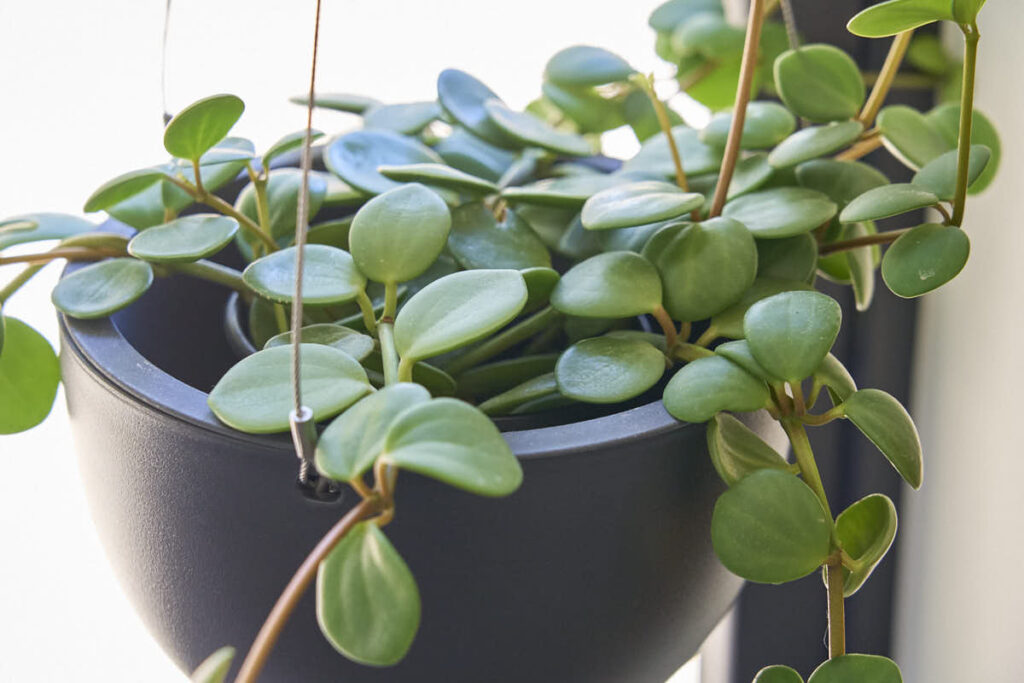 Peperomia Hope - Plant Care 101 and Style Tips