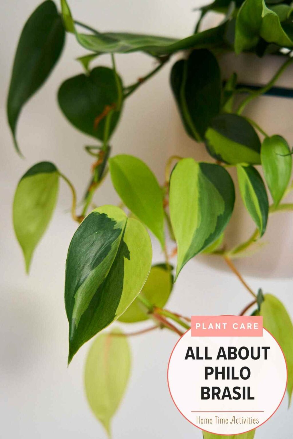 Philodendron Brasil - Plant Care 101