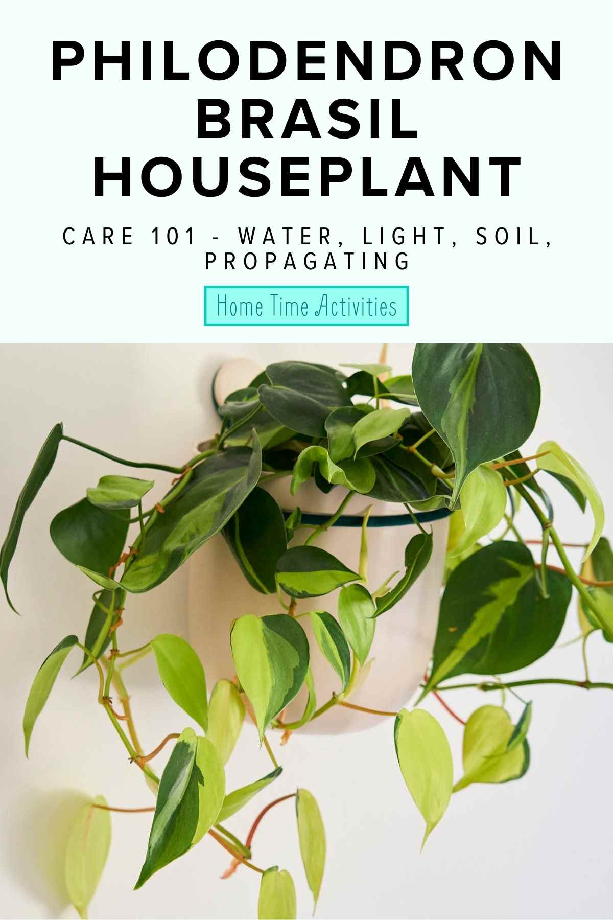 Philodendron Brasil - Plant Care 101
