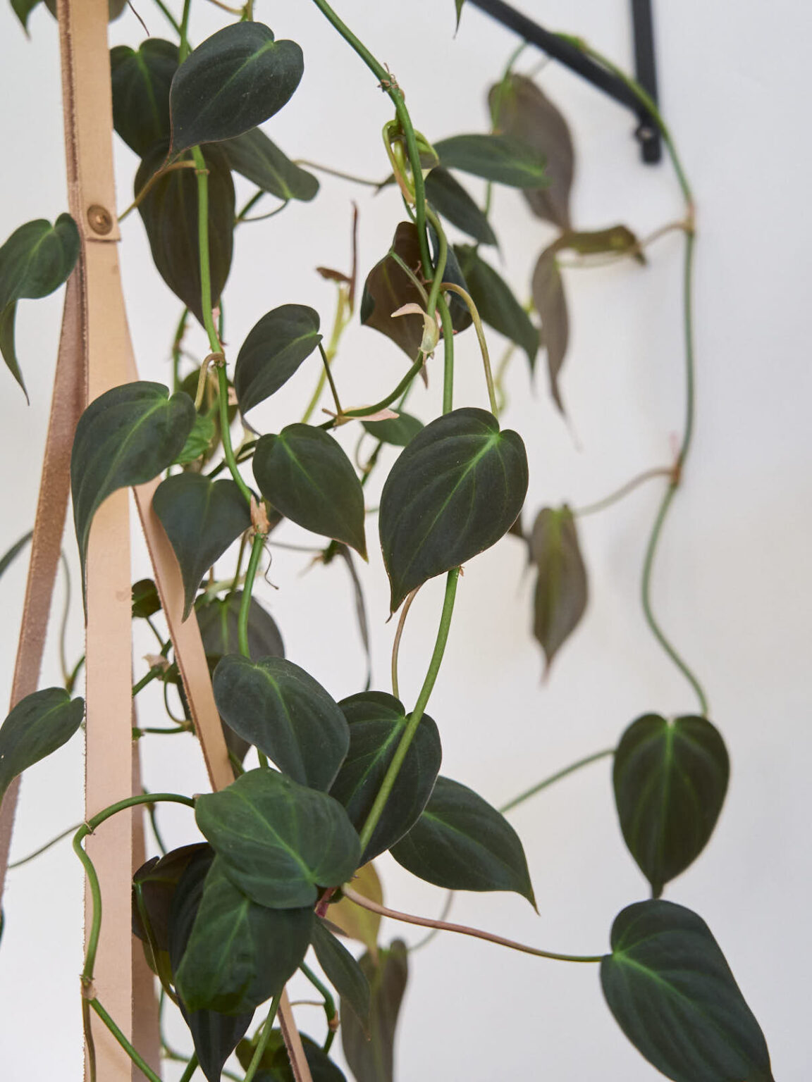 Philodendron Micans - Plant Care 101 + Photos + Styling