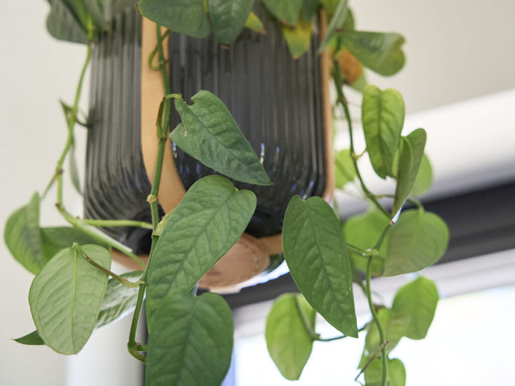 Cebu Blue Pothos - Plant Care 101 and Styling