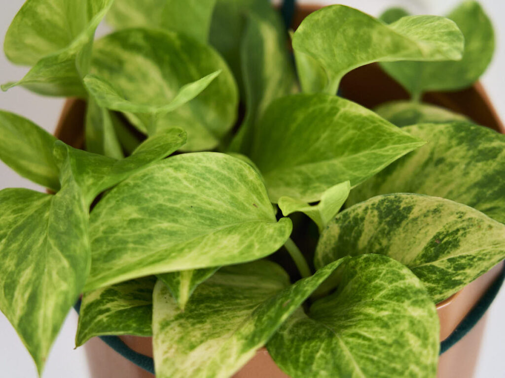 Neon Queen Pothos - Care, Styling, Photos