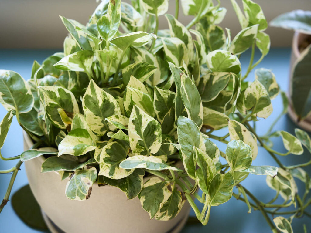 Pearls and Jade Pothos - Plant Care 101