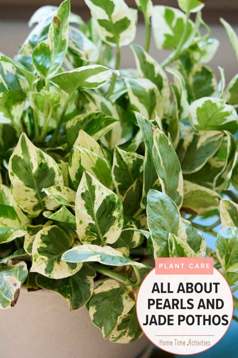Pearls and Jade Pothos - Plant Care 101