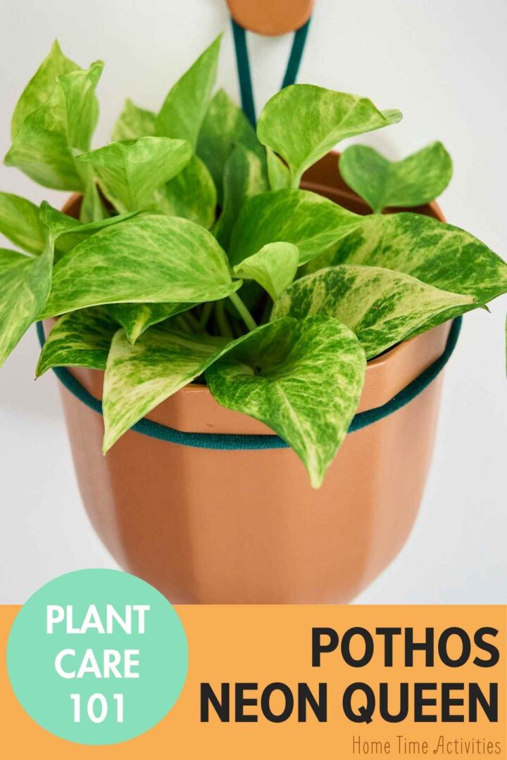 Neon Queen Pothos - Care, Styling, Photos