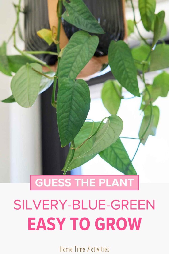 Cebu Blue Pothos - Plant Care 101 and Styling