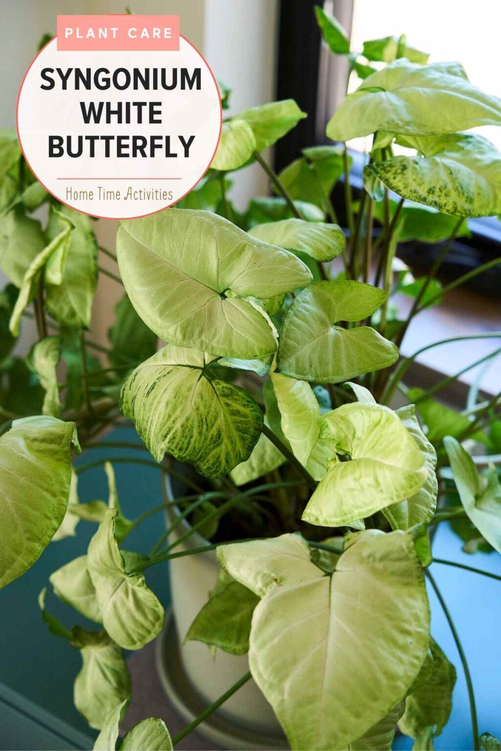 Surprising White Butterfly Arrowhead Plant Pictures