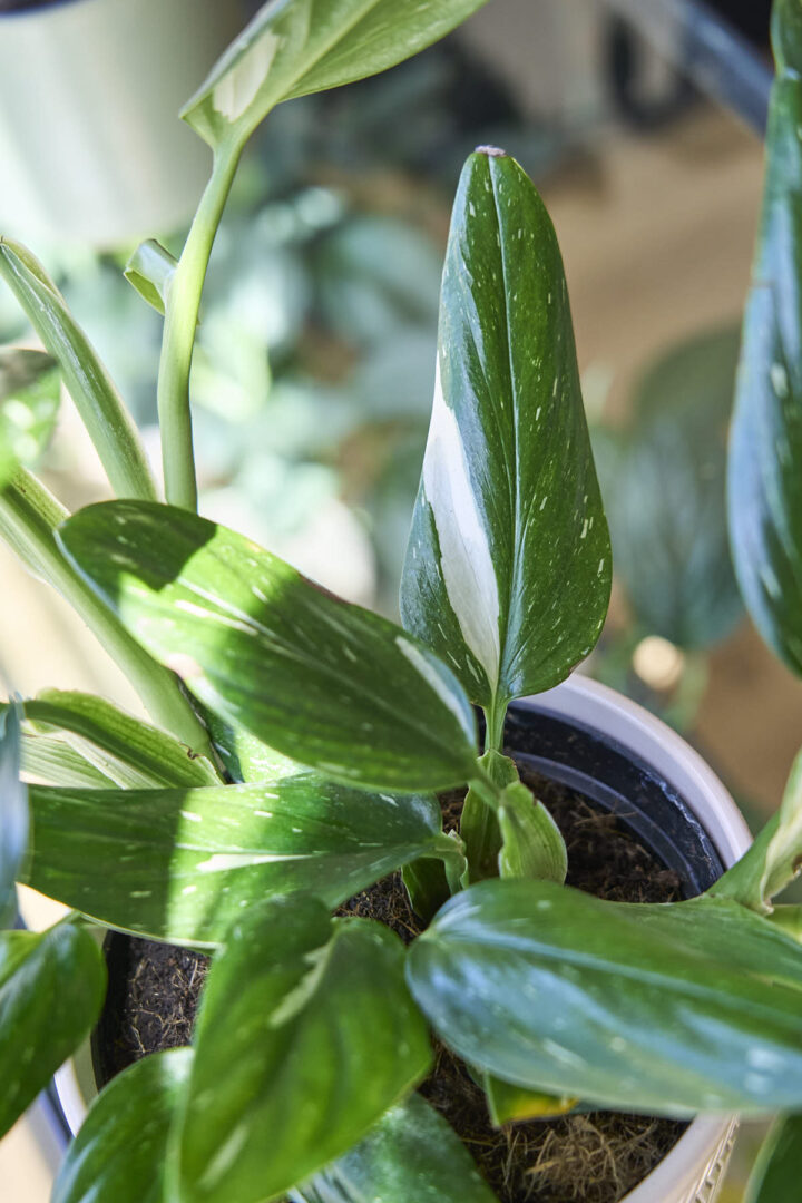 Monstera Standleyana Albo (Monstera Cobra) - About My Plant