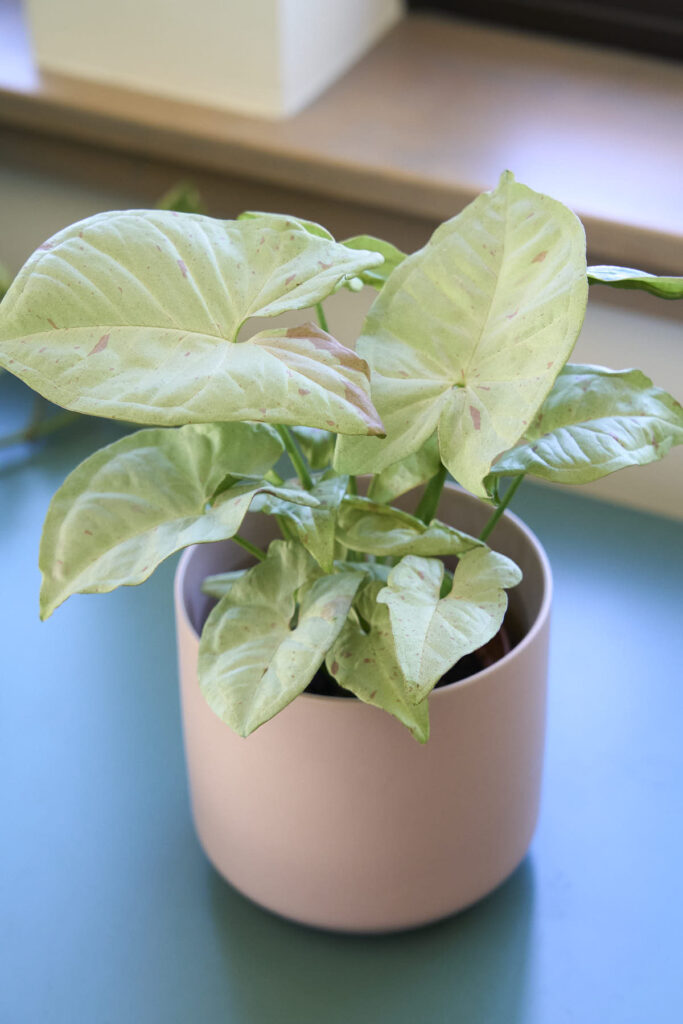 Milk Confetti Syngonium - How I Grow My Happy Plant