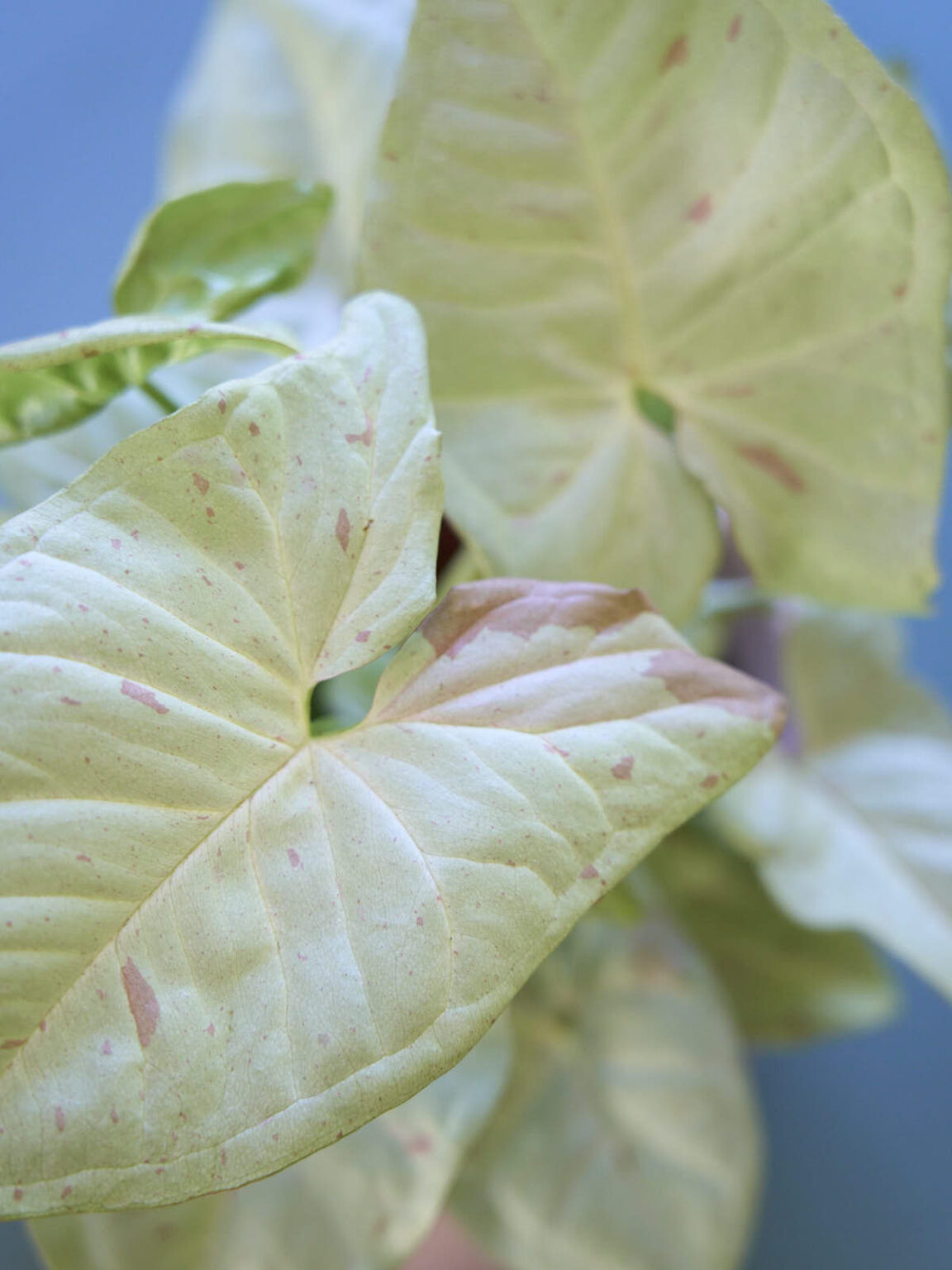Milk Confetti Syngonium - How I Grow My Happy Plant