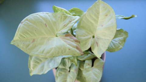 Milk Confetti Syngonium - How I Grow My Happy Plant